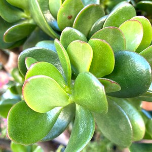 5 Jade Plant FRESH CUTTINGS for Easy Propagations - Etsy