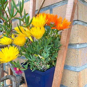 12 Ice Plant Mix Cuttings. Flowers in YELLOW ORANGEPURPLE - Etsy