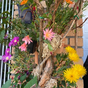 12 Ice Plant Mix Cuttings. Flowers in YELLOW ORANGEPURPLE - Etsy