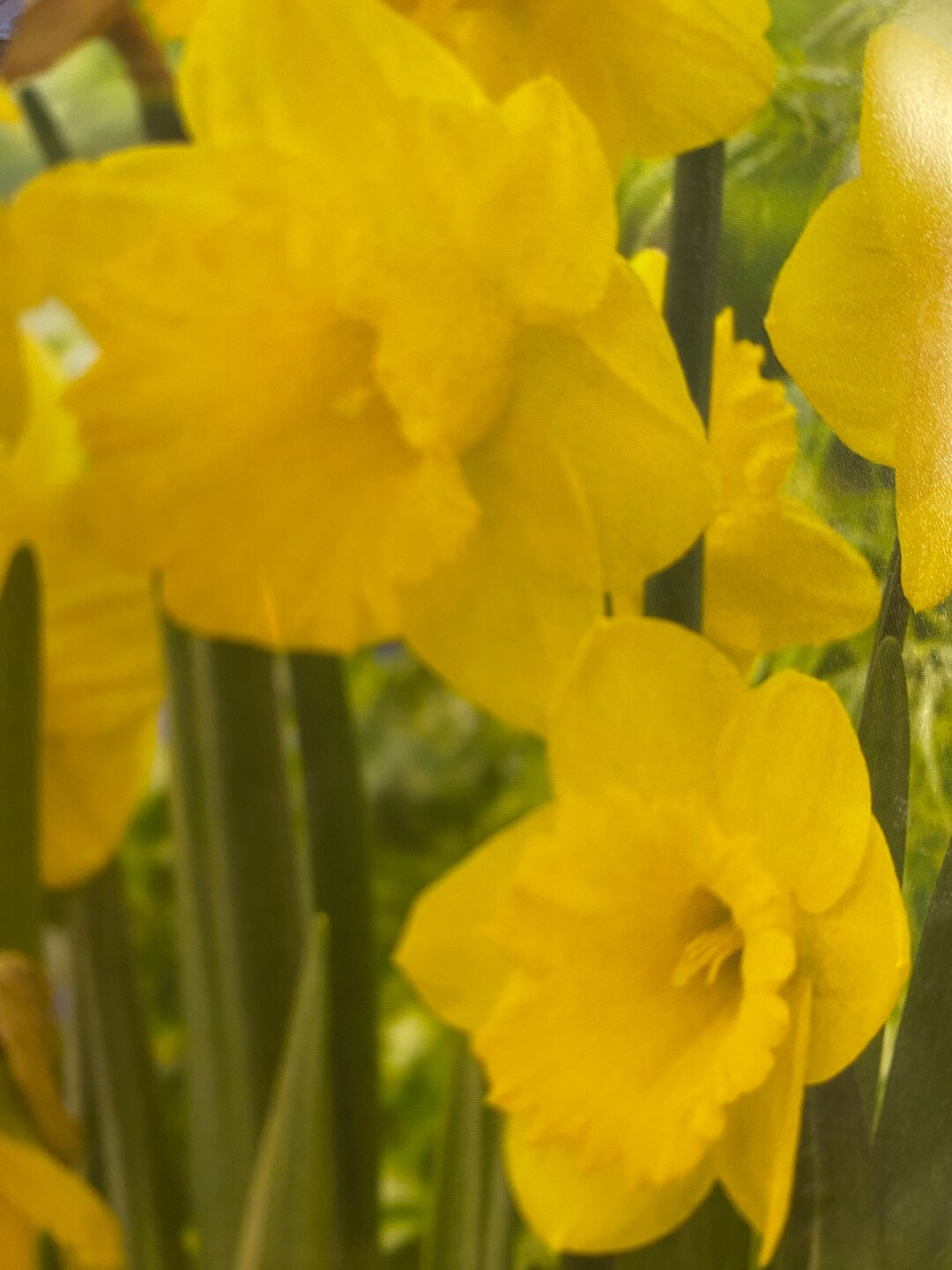 5 Daffodil Yellow Trumpet Bulbs - Etsy