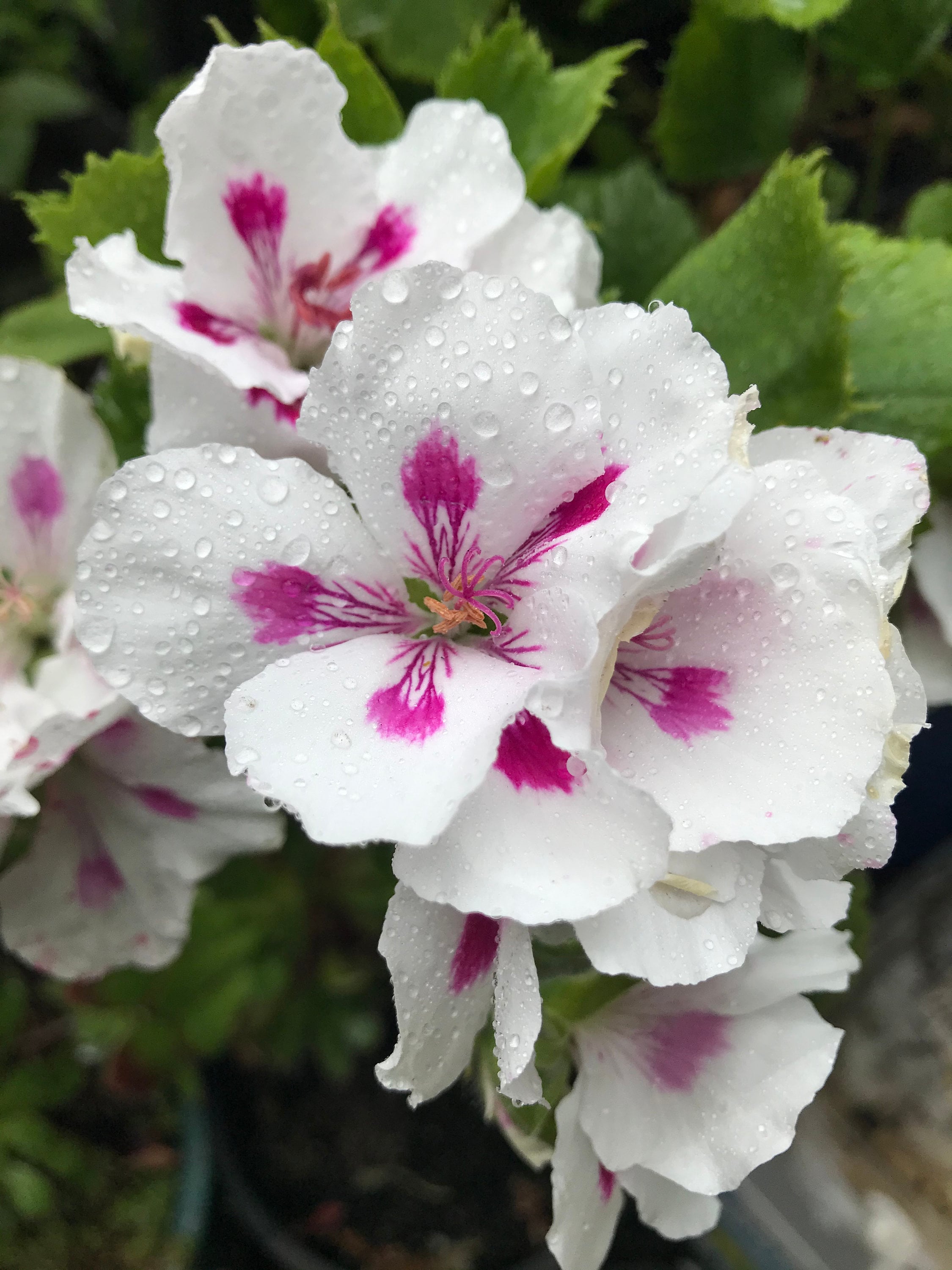 5 Geranium Cuttings In 5 Different Colors for Easy | Etsy