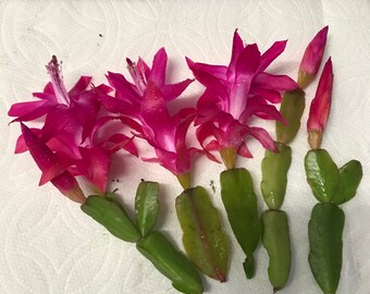 True Christmas Cactus - Etsy