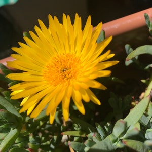 12 Ice Plant Mix Cuttings. Flowers in YELLOW ORANGEPURPLE - Etsy
