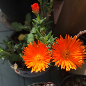 12 Ice Plant Mix Cuttings. Flowers in YELLOW ORANGEPURPLE - Etsy