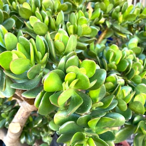 5 Jade Plant FRESH CUTTINGS for Easy Propagations - Etsy