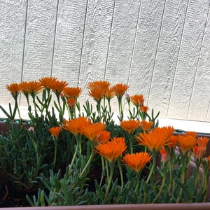 12 Ice Plant Mix Cuttings. Flowers in YELLOW ORANGEPURPLE - Etsy