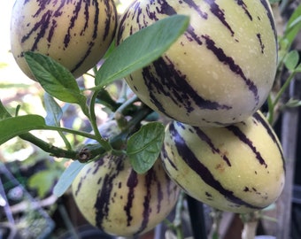 Cucumis Melo Early Silver Line Melon Korean Heirloom 10 - Etsy