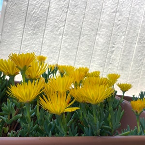12 Ice Plant Mix Cuttings. Flowers in YELLOW ORANGEPURPLE - Etsy