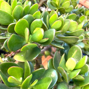 5 Jade Plant FRESH CUTTINGS for Easy Propagations - Etsy