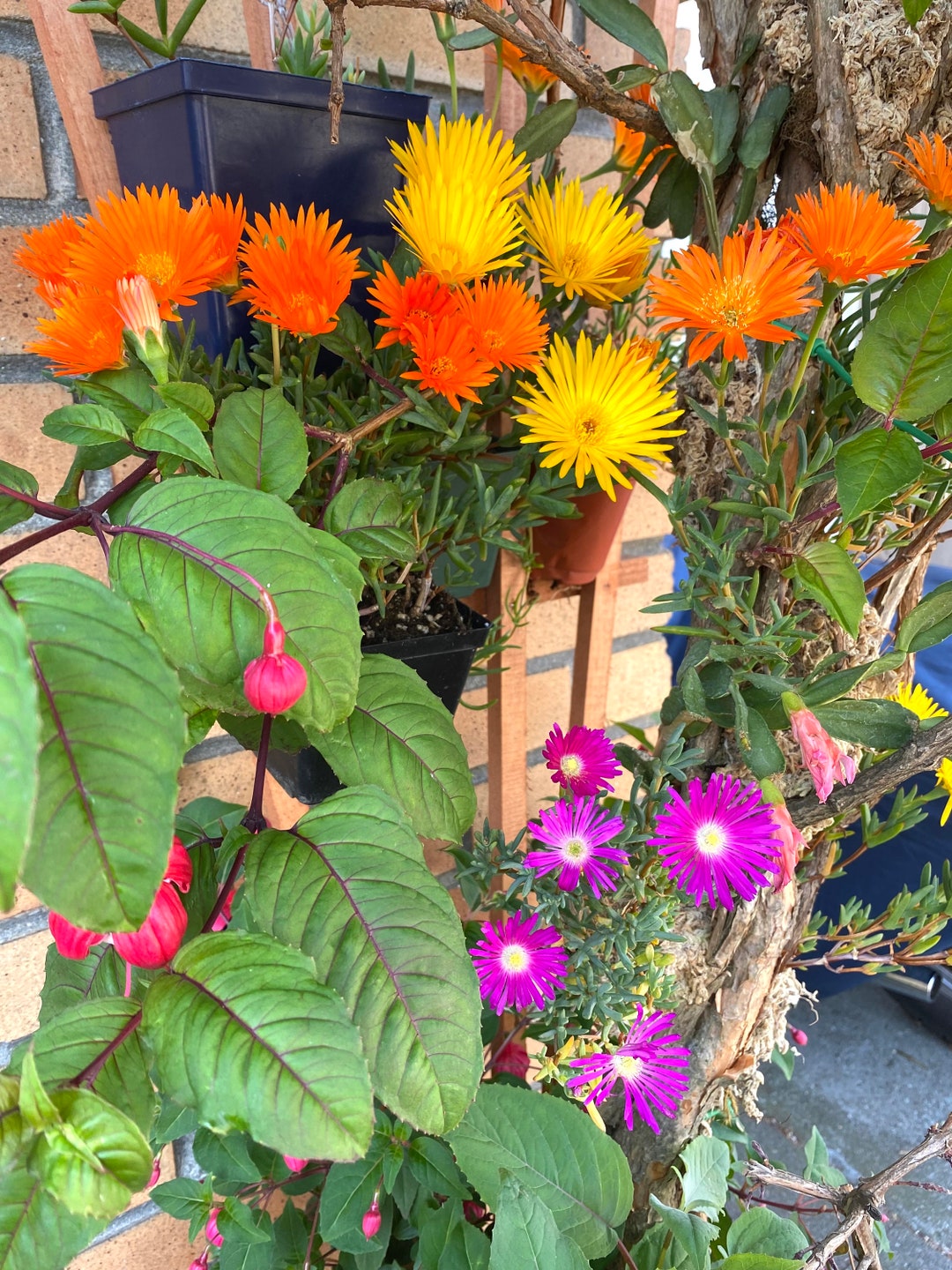12 Ice Plant Mix Cuttings. Flowers in YELLOW ORANGEPURPLE - Etsy