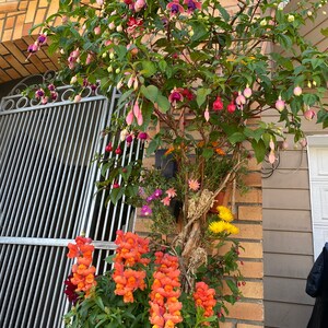 12 Ice Plant Mix Cuttings. Flowers in YELLOW ORANGEPURPLE - Etsy