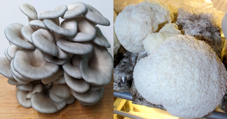 Lion's Mane & King Blue Oyster Mushroom Grow Kits - 5 Lb Fruiting ...