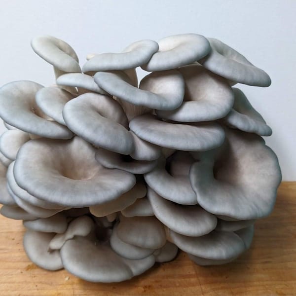 King Oyster Mushroom Grow Kit - Etsy