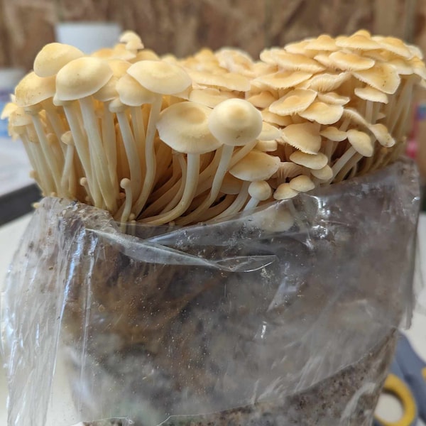 Enoki Mushroom Grow Kit - Etsy