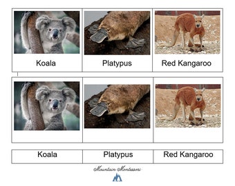 Animals of South America 3-part Cards-montessori | Etsy