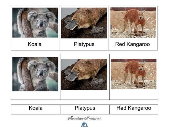 Animals of Australia 3-part Cards | Etsy
