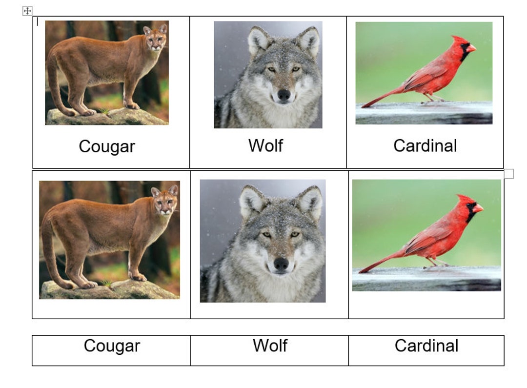 Animals of North America 3-part Cards - Etsy