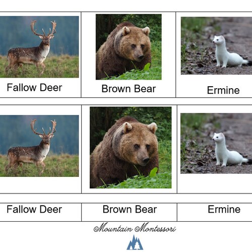 Montessori 3 Part Cards Parts of the Arctic Fox - Etsy