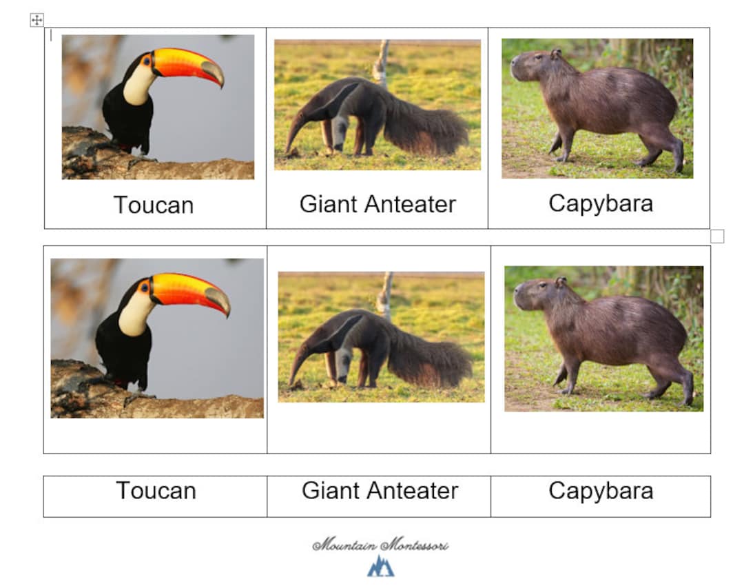 Animals of South America 3-part Cards-montessori - Etsy