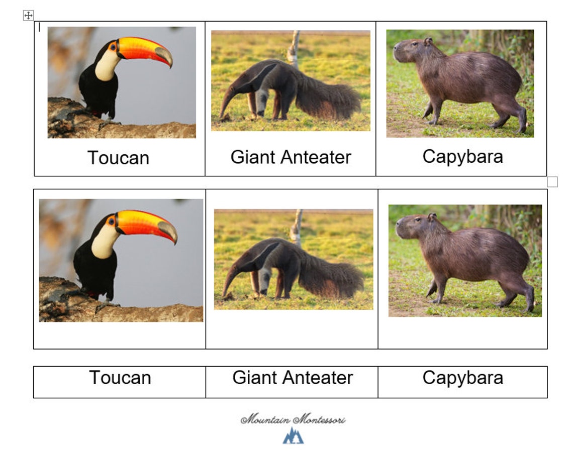 Animals of South America 3-part Cards-montessori | Etsy