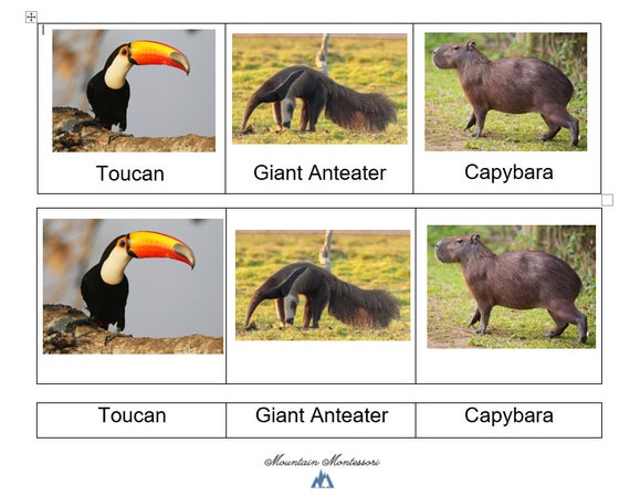 Animals of South America 3-part Cards-montessori | Etsy