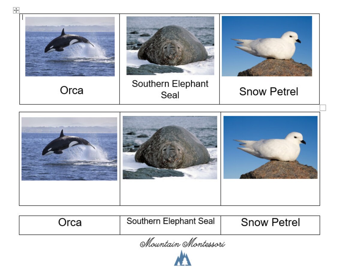 Animals of Antarctica 3-part Cards Montessori-continent - Etsy