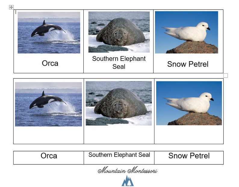 Animals of Antarctica 3-part Cards- Montessori-continent Box-continent ...