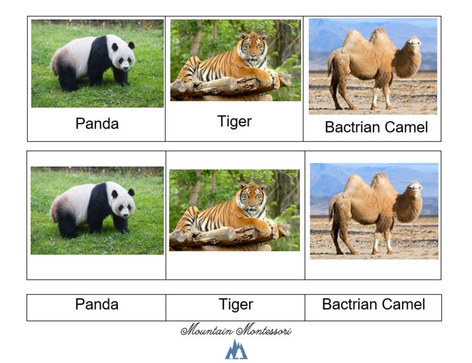 Animals of Asia 3-part Cards - Etsy