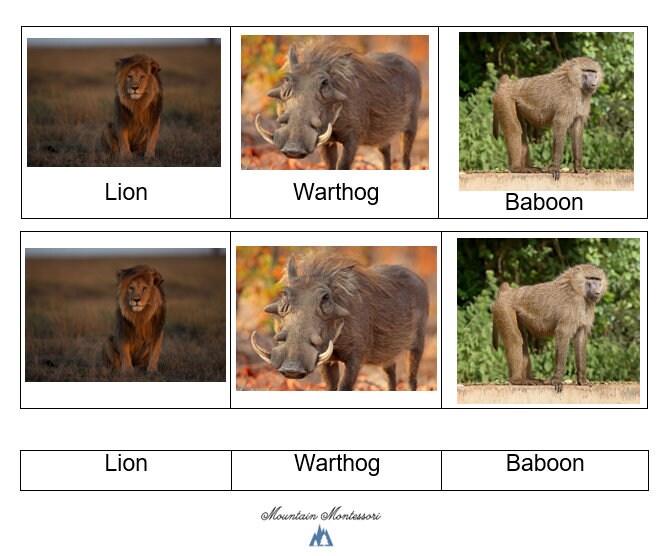 Animals of Africa 3-Part Cards | Etsy