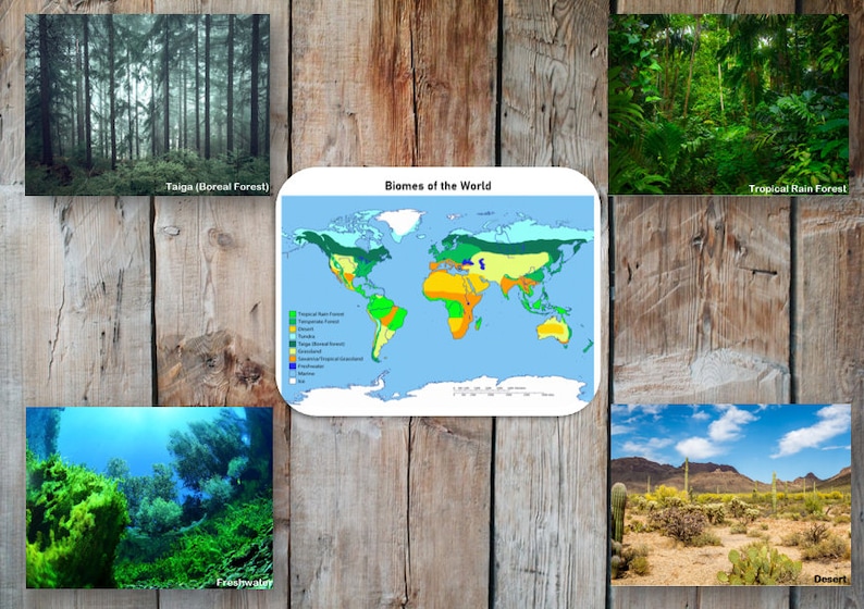 Biomes of the World-montessori-continent Bags-continent Box - Etsy