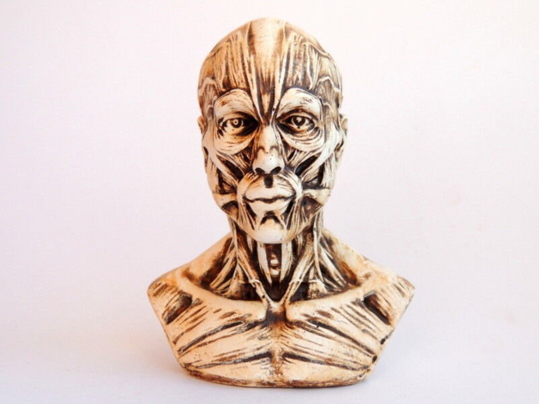 Houdon Écorché Man Bust: Handmade Gypsum Muscle Sculpture (3.9 In ...