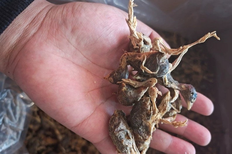 Dried Quail Natural Additive-free Cat Snacks Cat Food Freeze-dried ...