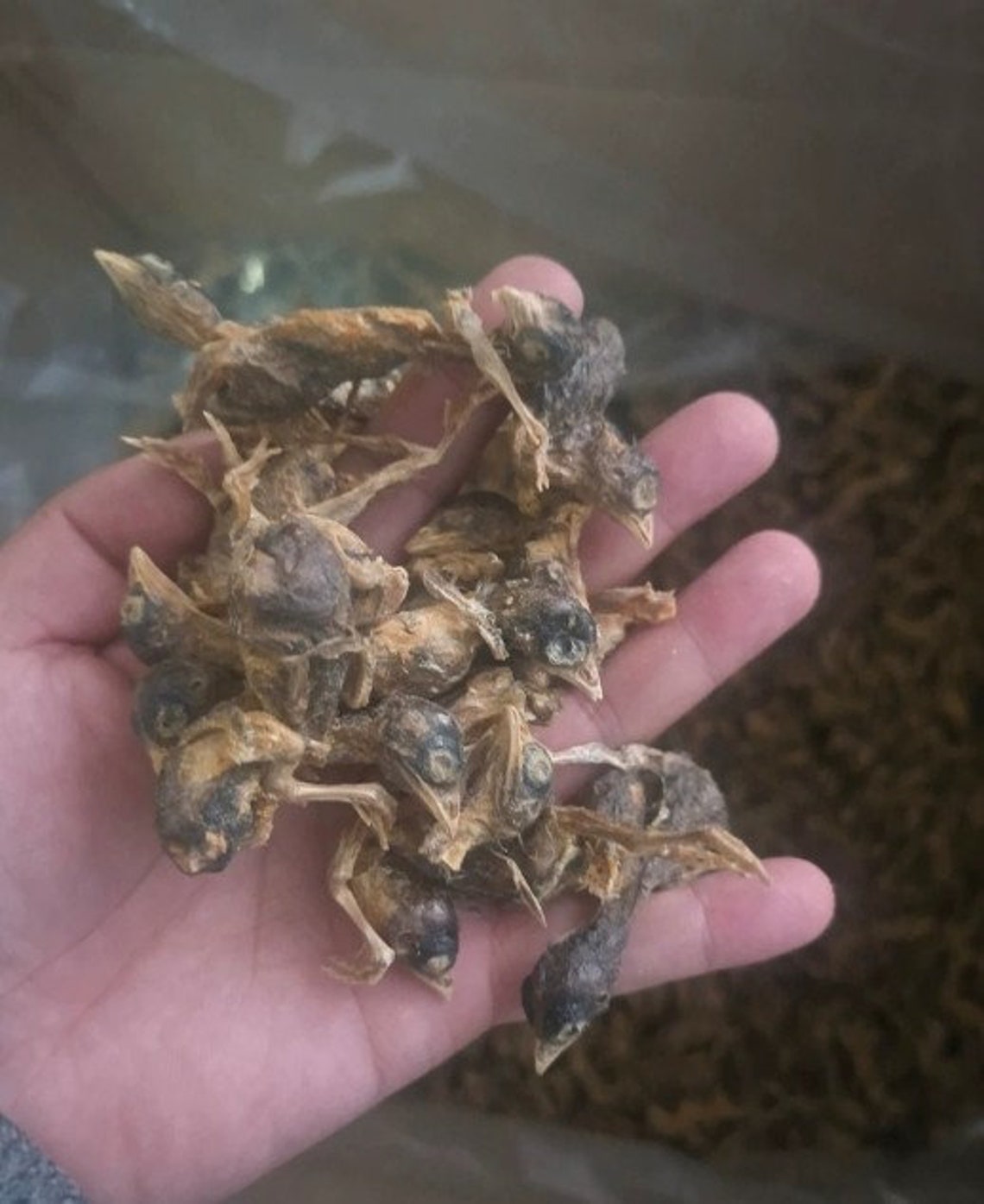 Dried Quail Natural Additive-free Cat Snacks Cat Food Freeze-dried ...