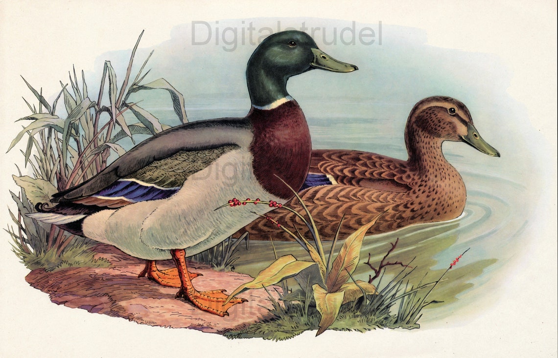 Ducks No. 1 - Vintage Duck Print - DIGITAL DOWNLOAD - Etsy