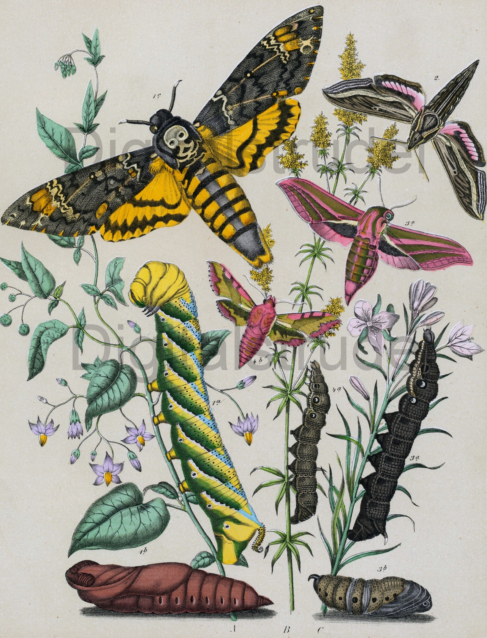 1889 Antique Print of Moths - Death's Head Moth - DIGITAL DOWNLOAD - Etsy