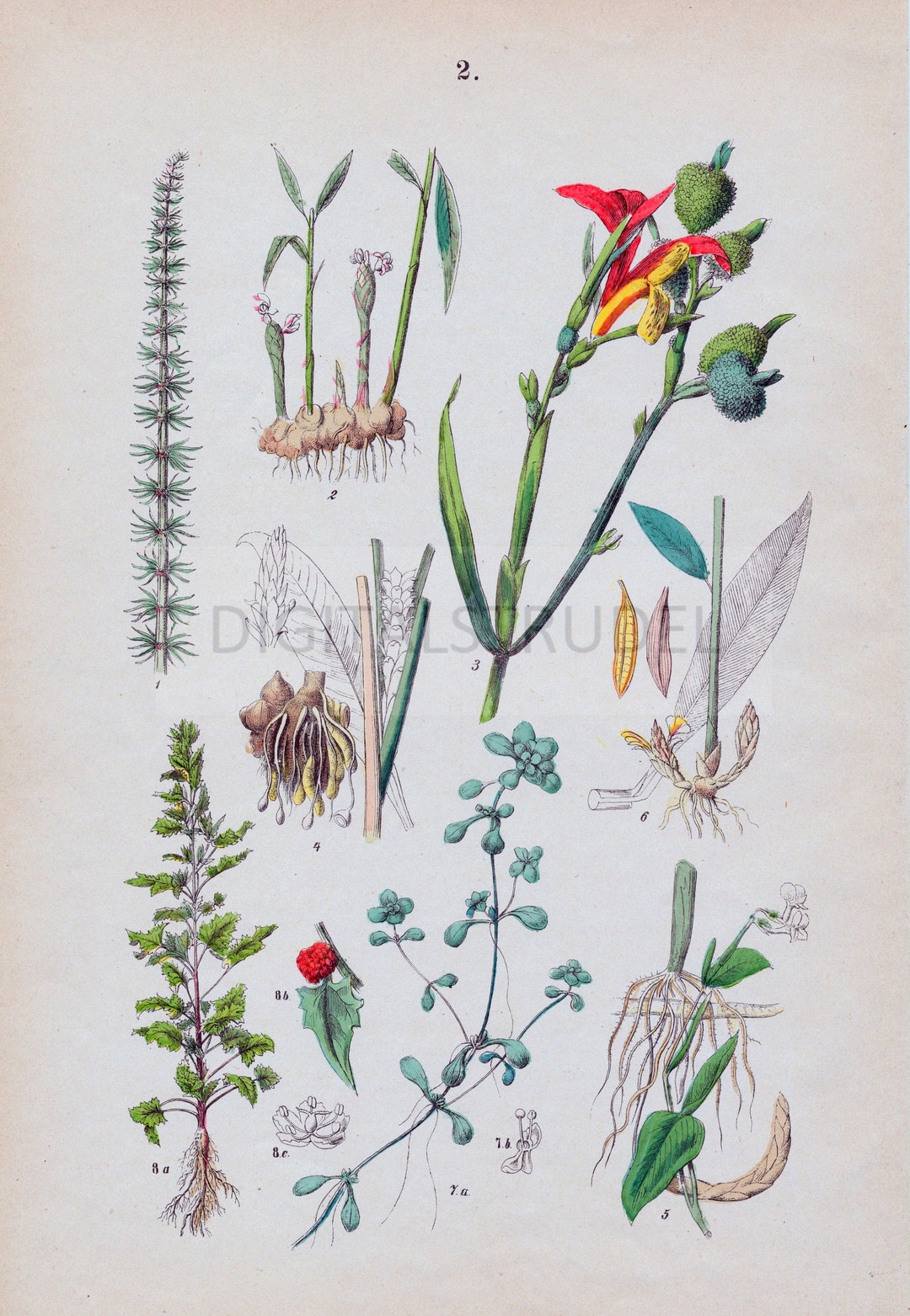 Antique Botanical Print of Ginger, Cardamom, Turmeric, Arrowroot - From ...