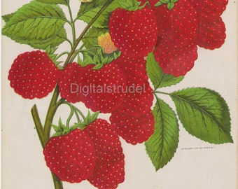 1890s Antique Botanical Print of Cuthbert Raspberries - DIGITAL ...
