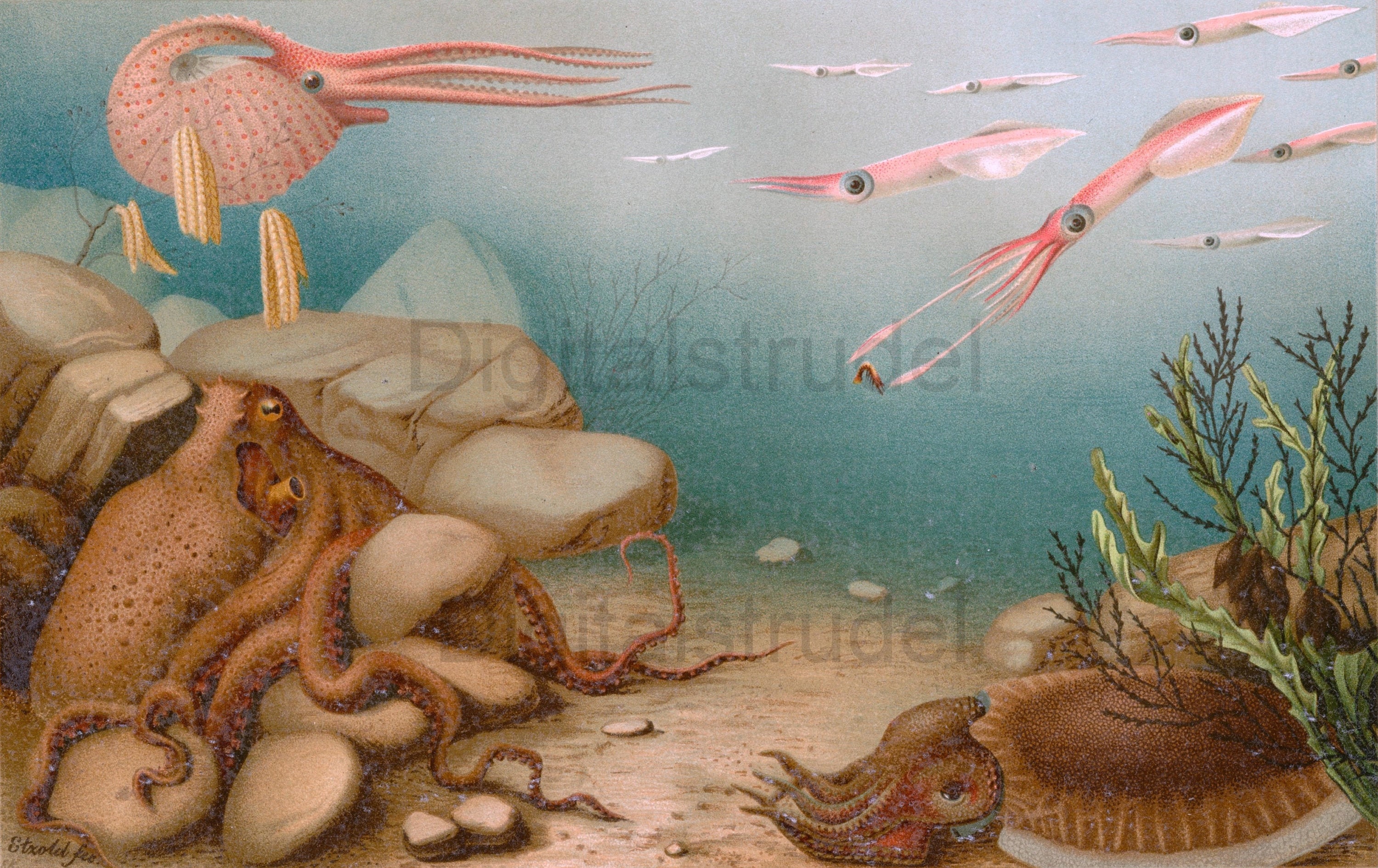 Anthro Squid