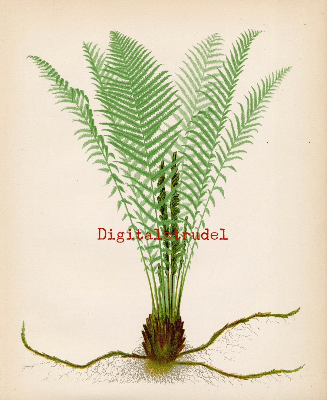 Antique Botanical Print of Ostrich Fern - From 1866 - DIGITAL DOWNLOAD ...
