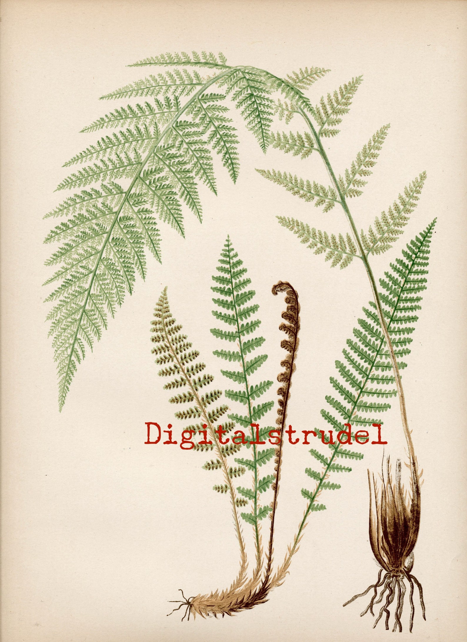 Antique Botanical Print of Fern - From 1866 - Alpine Beech Fern ...