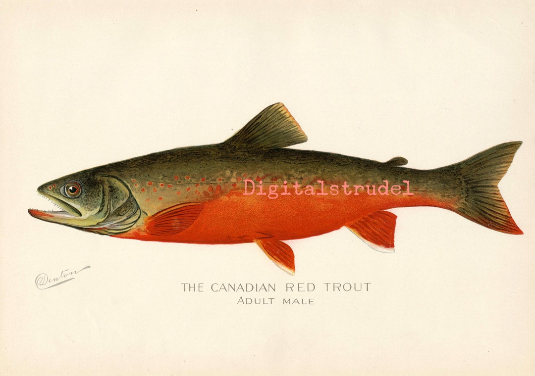 Antique Print of the Canadian Red Trout - From 1900 - DIGITAL DOWNLOAD ...