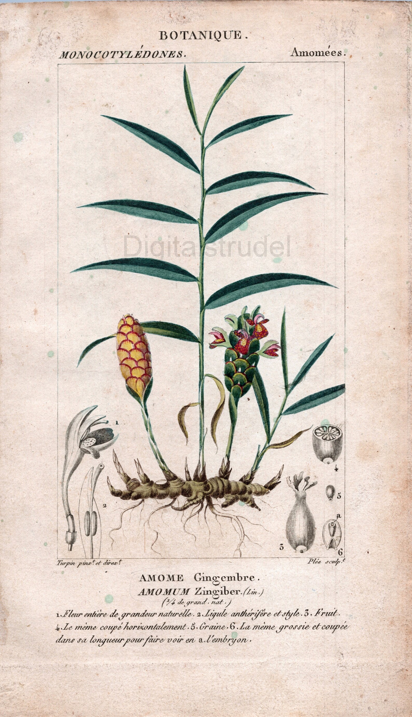 1829 Antique Botanical Print of Ginger - Rare Handcoloured Engraving ...
