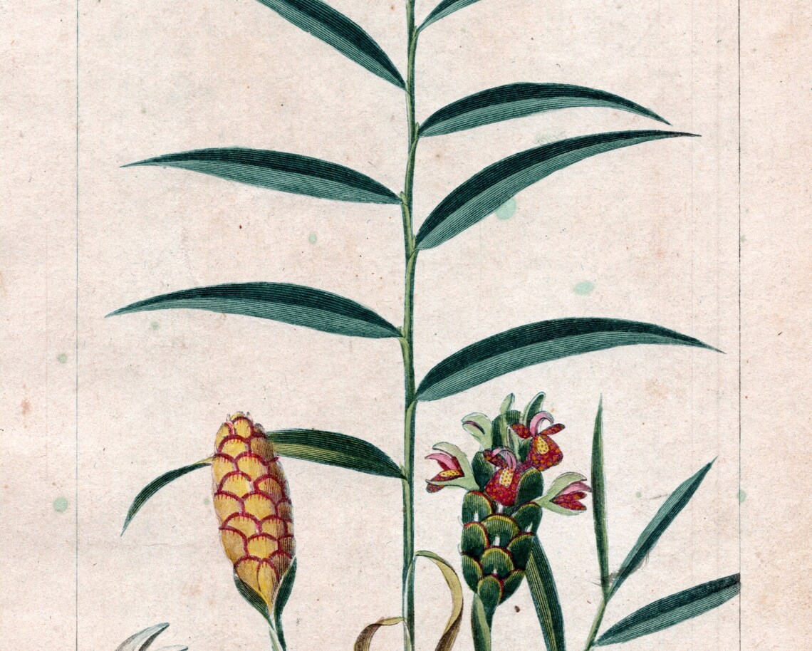 1829 Antique Botanical Print of Ginger - Rare Handcoloured Engraving ...