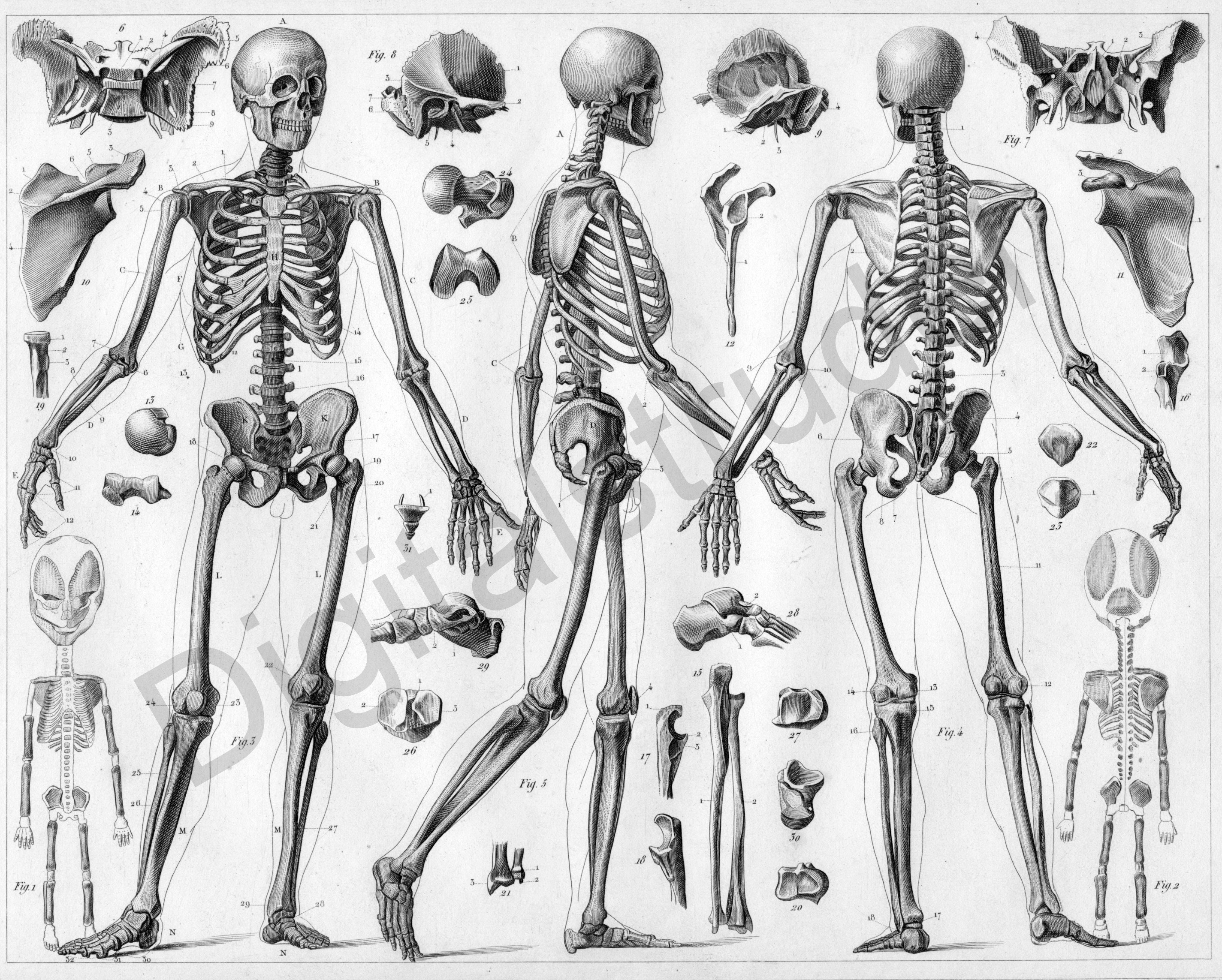1860 Antique Anatomy Print - Skeletons - Human Skeletal System ...