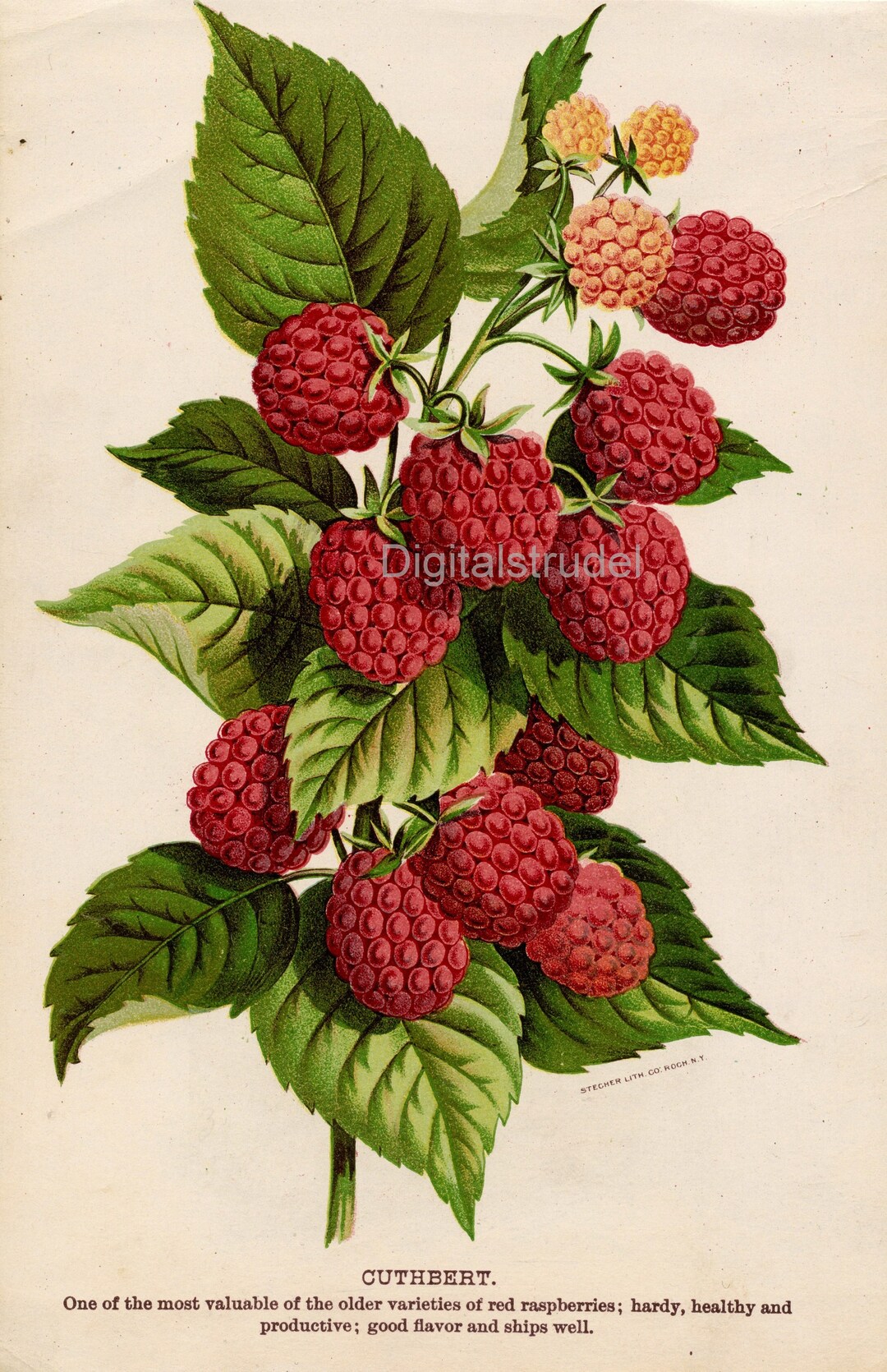 1890s Antique Botanical Print of Cuthbert Raspberries - DIGITAL ...