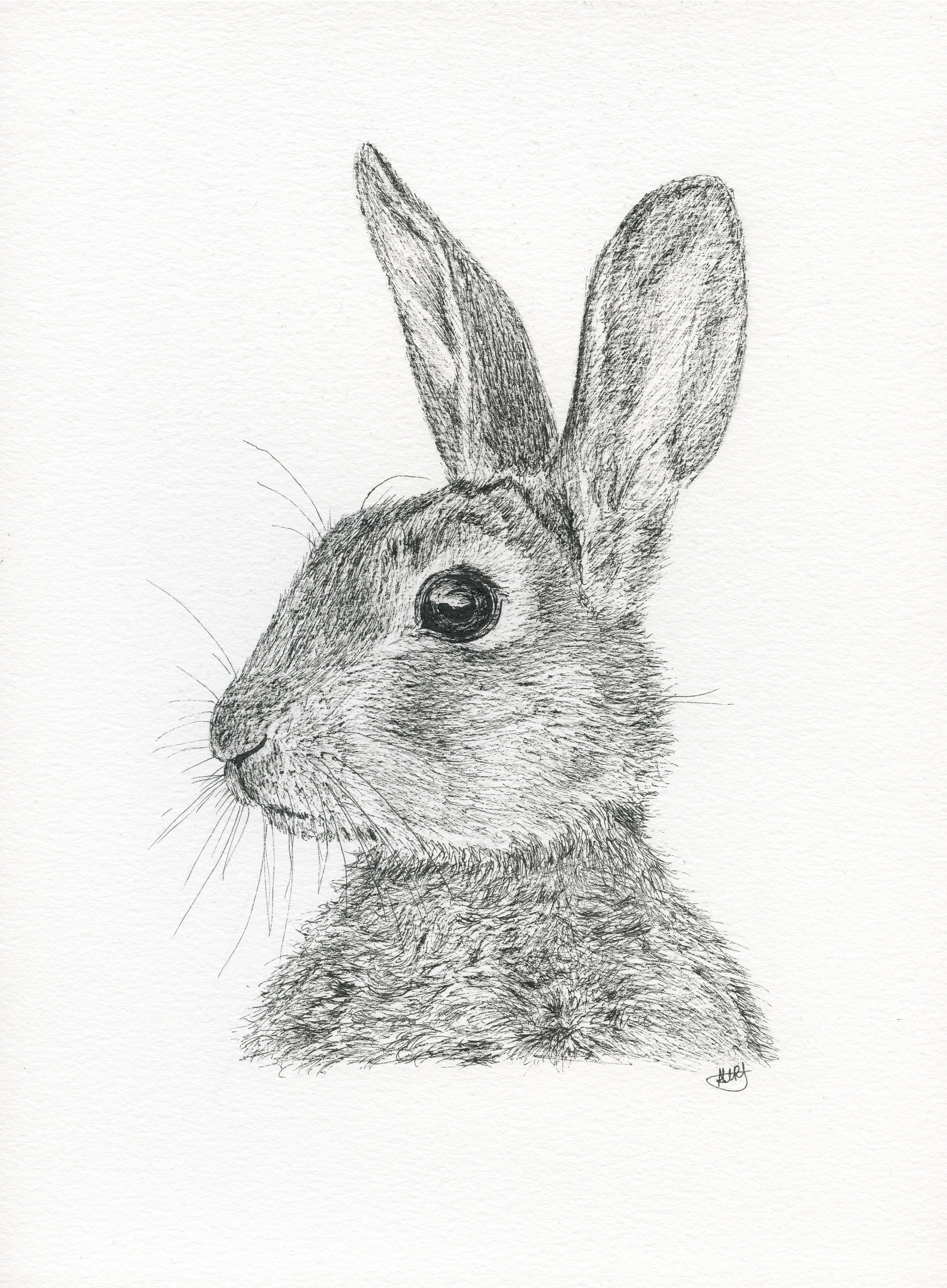 ORIGINAL A4 Rabbit Drawing | Hand-drawn Animal Art | Realistic Wildlife ...