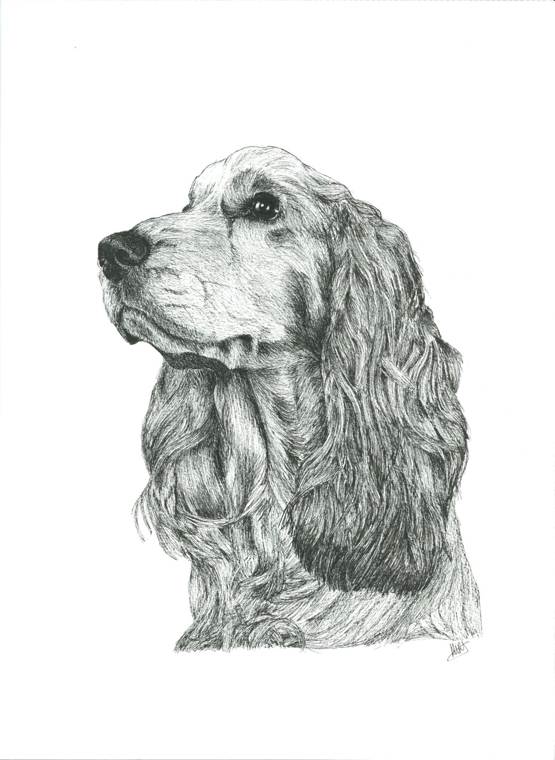 ORIGINAL A3 Cocker Spaniel Drawing | Hand-drawn Dog Artwork | Realistic ...