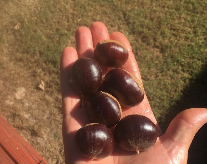 Chinese Chestnut Tree 2 Pack, Castanea Mollissima, Blight Resistant ...