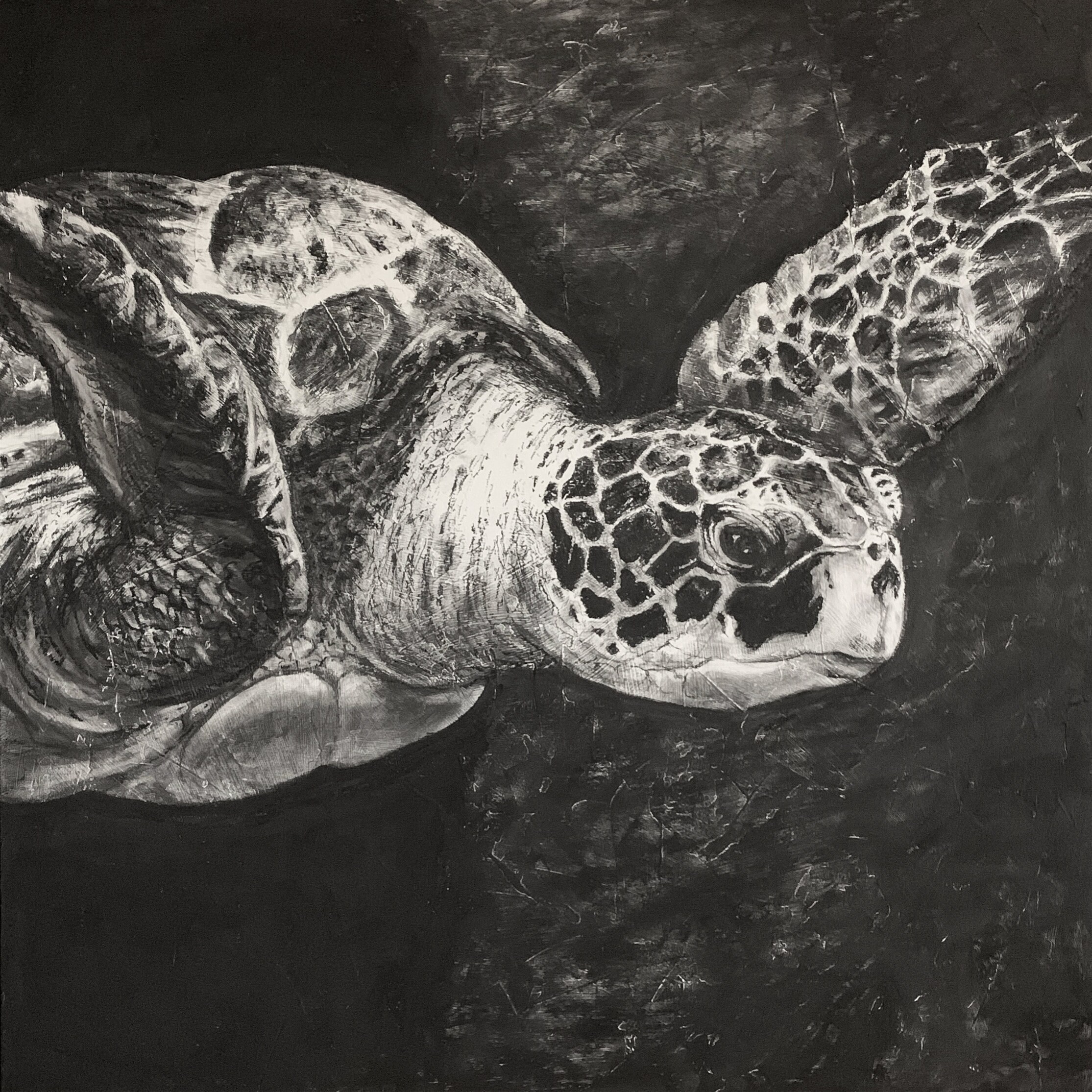 Sea Turtle Love - Original Artwork - Charcoal Drawing on Board - Framed ...