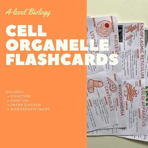 Cell Organelle Flashcards A Level Biology - Etsy